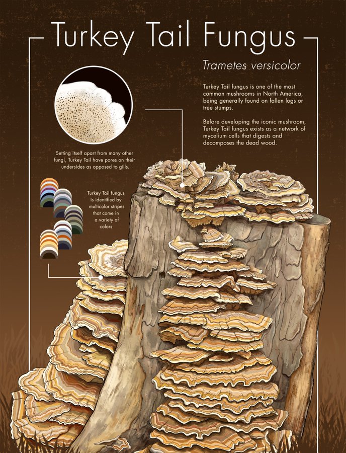 Turkey Tail Fungus diagram by Allison Mosley | MLTSHP