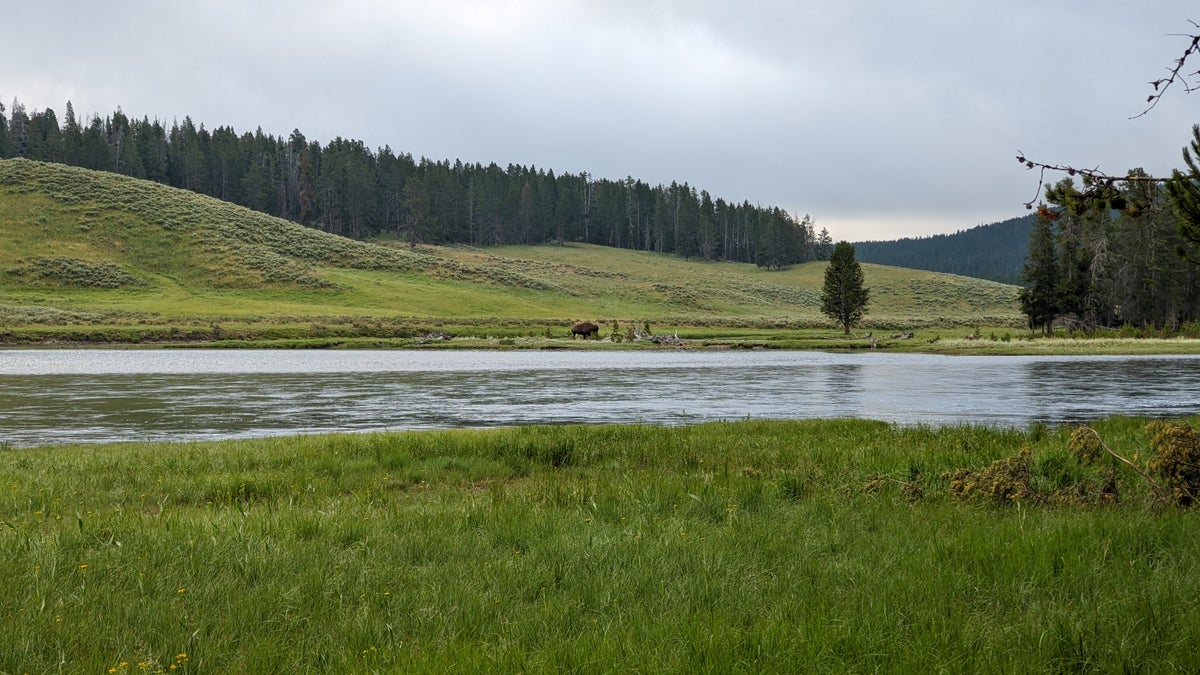 Bison by River | MLTSHP