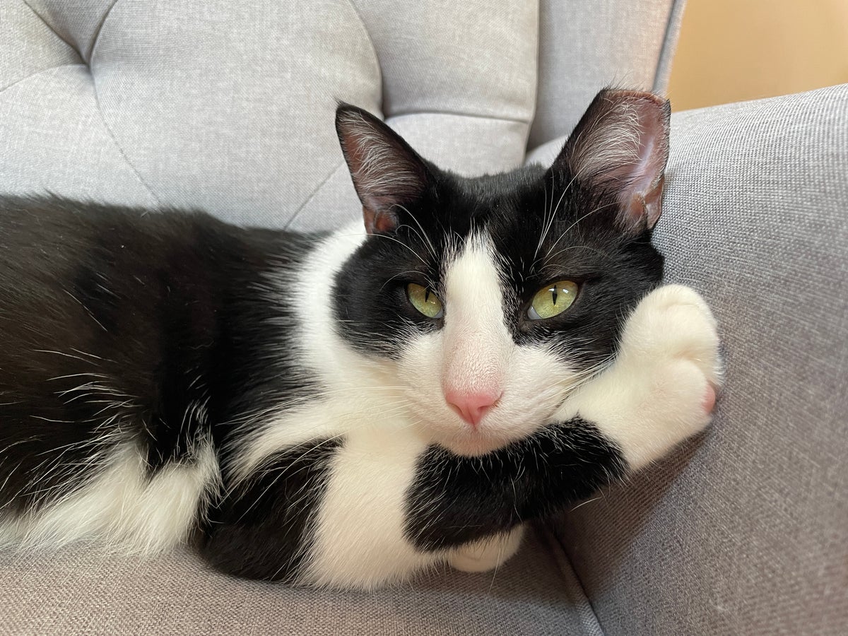 mister toad | MLTSHP