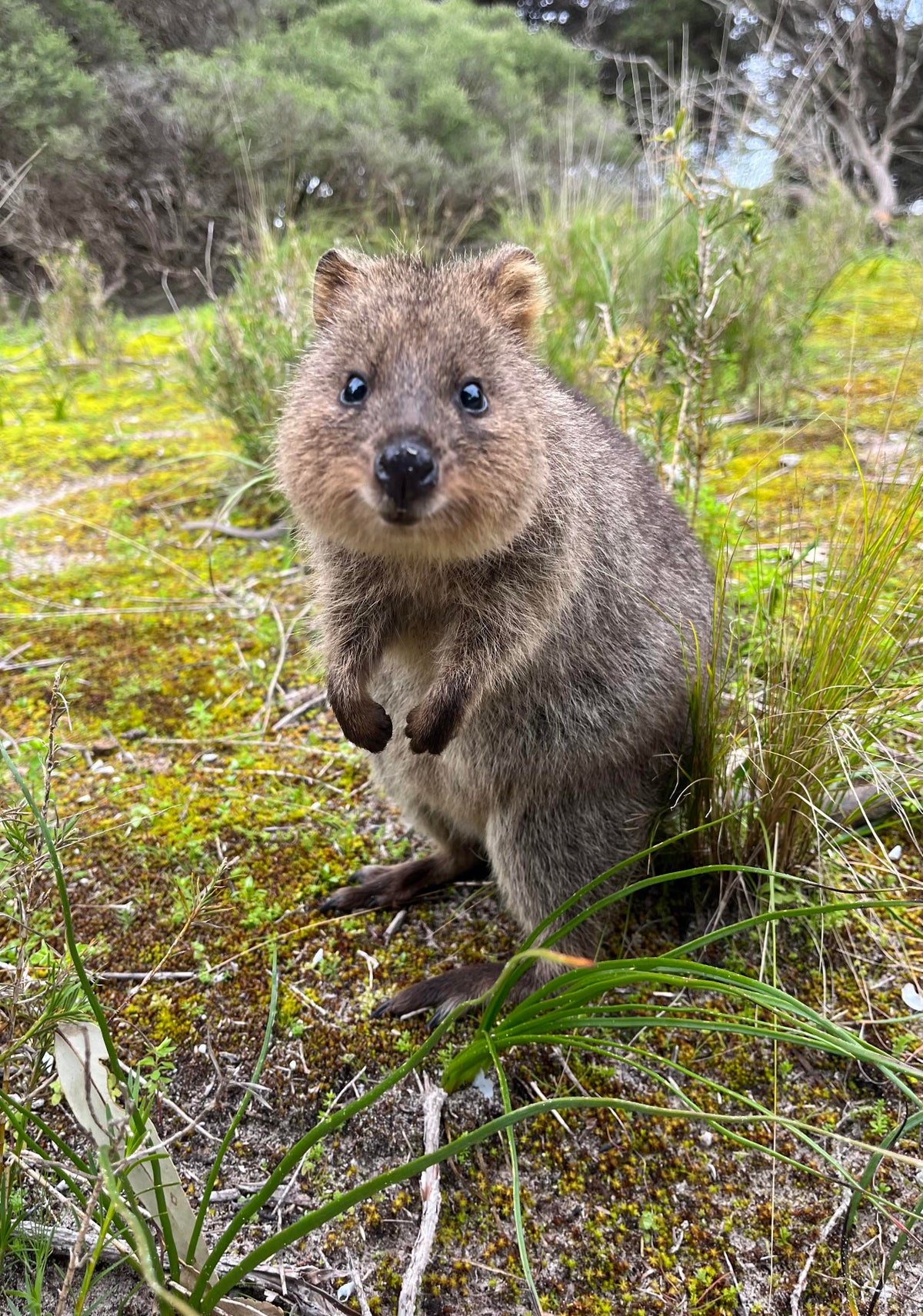 Quokka of the Weekend | MLTSHP