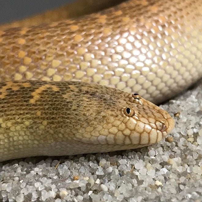 Arabian Sand Boa | MLTSHP