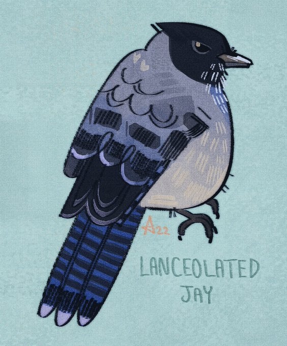lanceolated jay, by august c. (possumnest) | MLTSHP