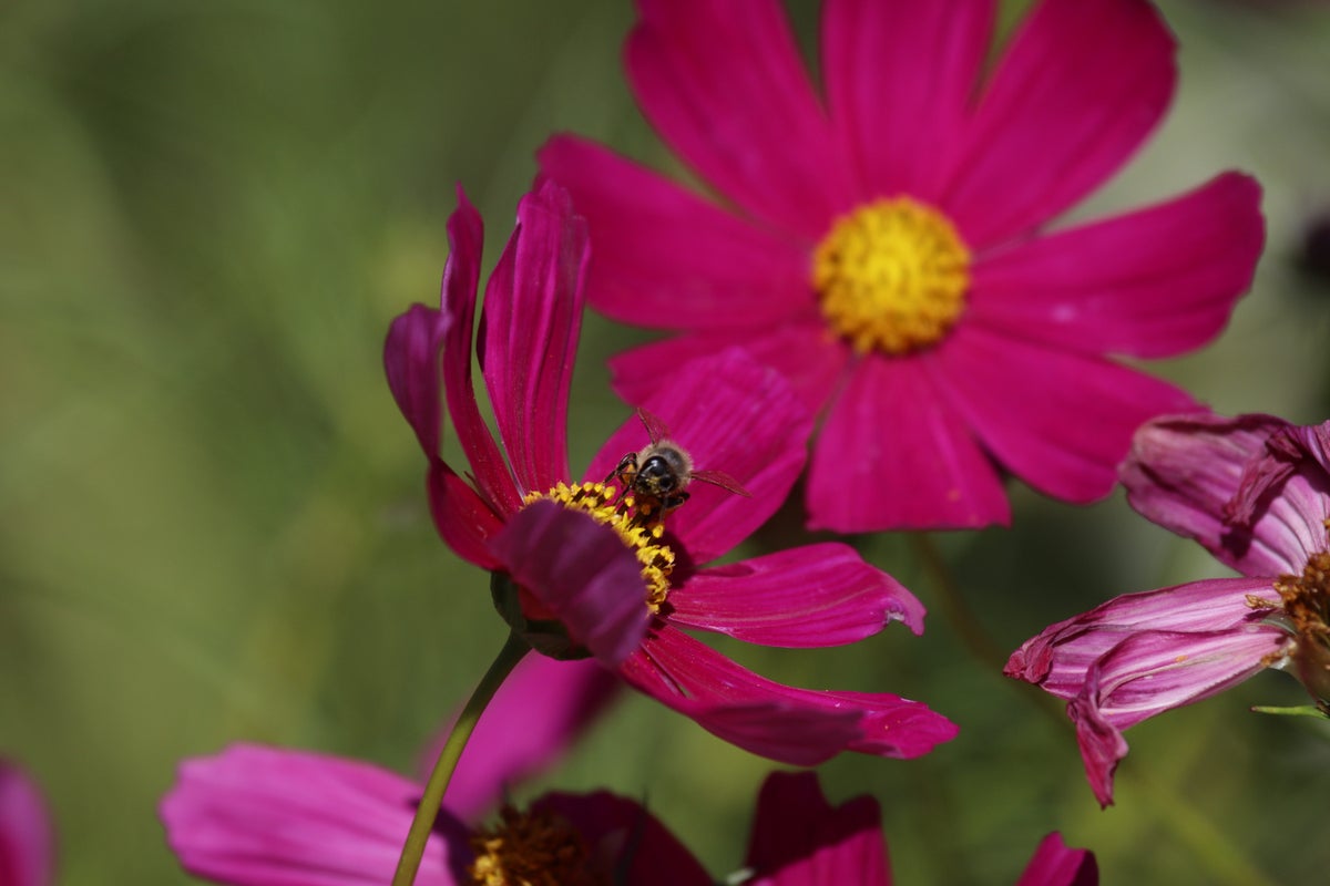 Denver Botanic Gardens | MLTSHP