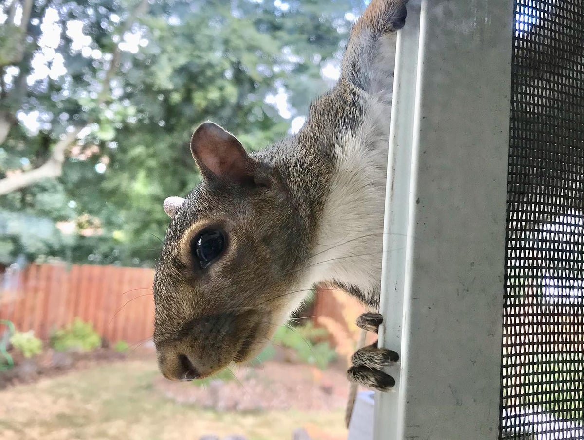 Nandor the Relentless | MLTSHP