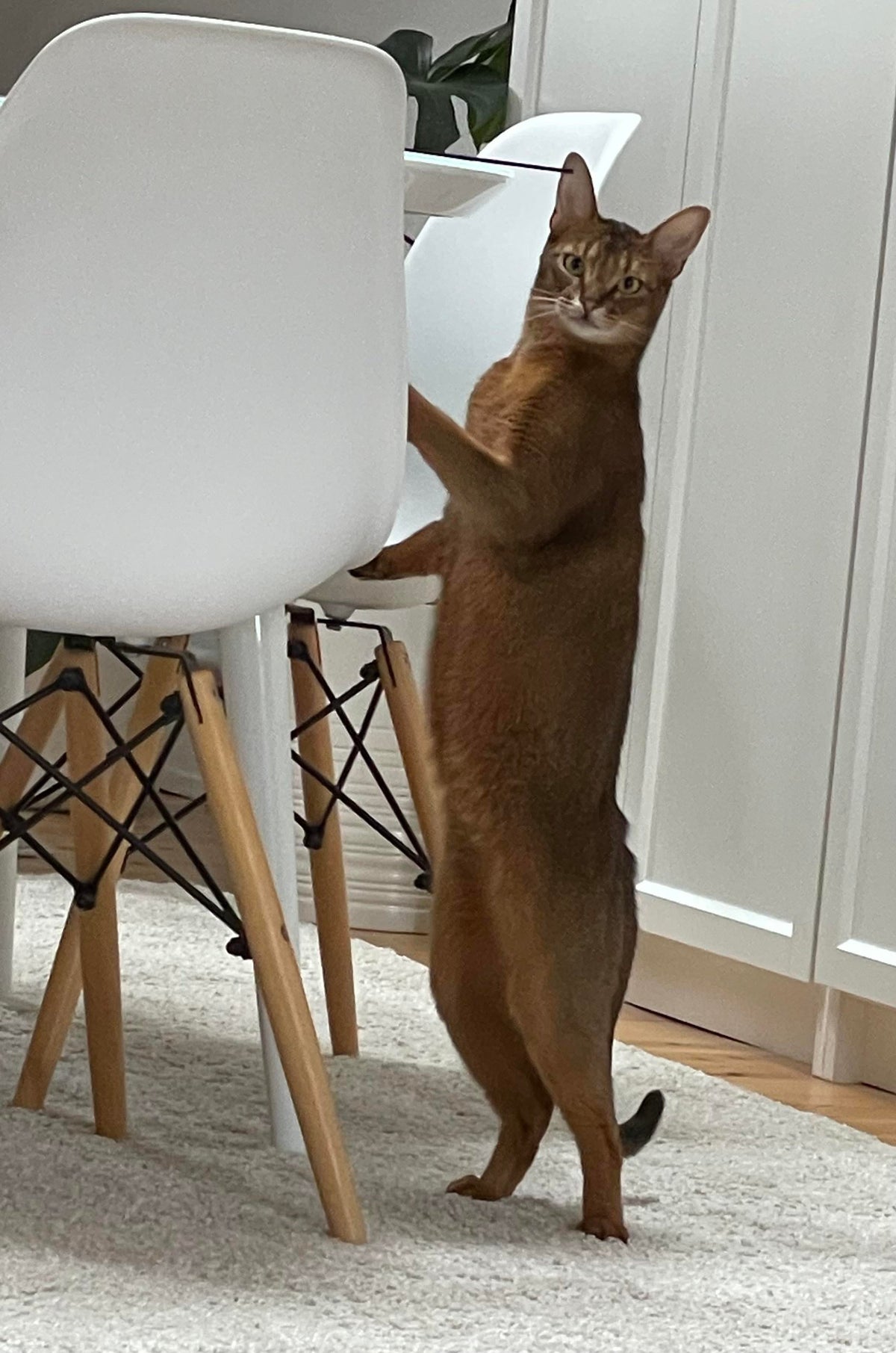 oh hi there | MLTSHP