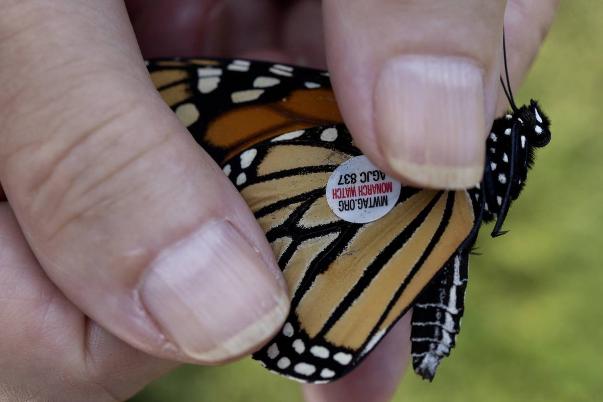 Monarch tagging | MLTSHP