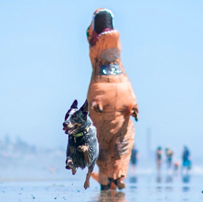 This Gals Photo Shoot In a Dino Suit With Her Dog | MLTSHP