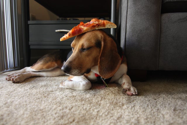 when pizza's on a beagle | MLTSHP