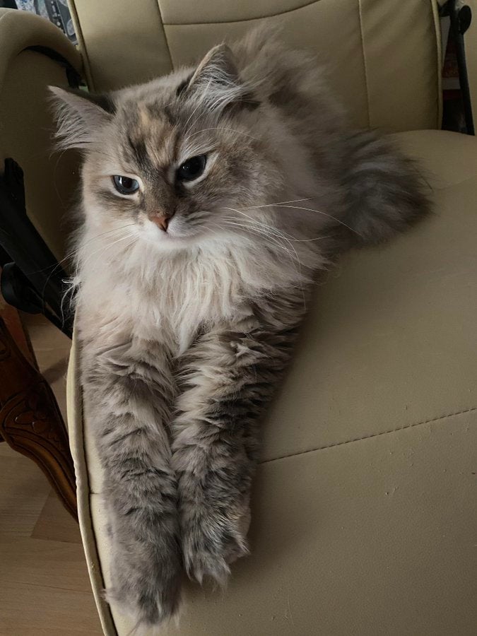 "I guess I own a cat now?" | MLTSHP