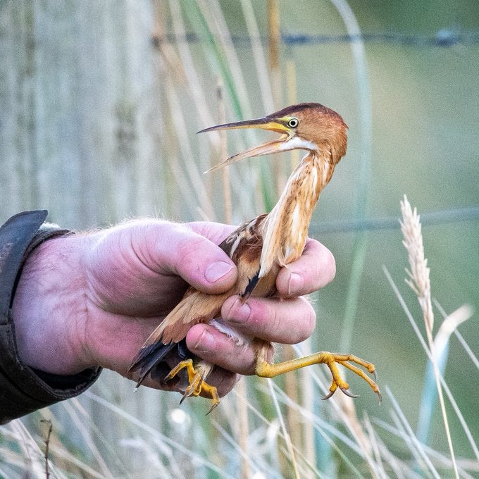 angery wee stabby-face | MLTSHP