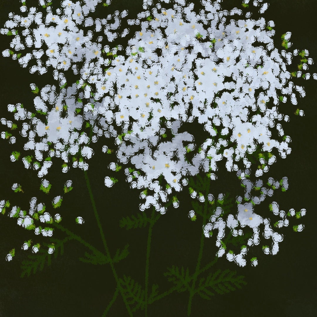 Day 07 yarrow | MLTSHP