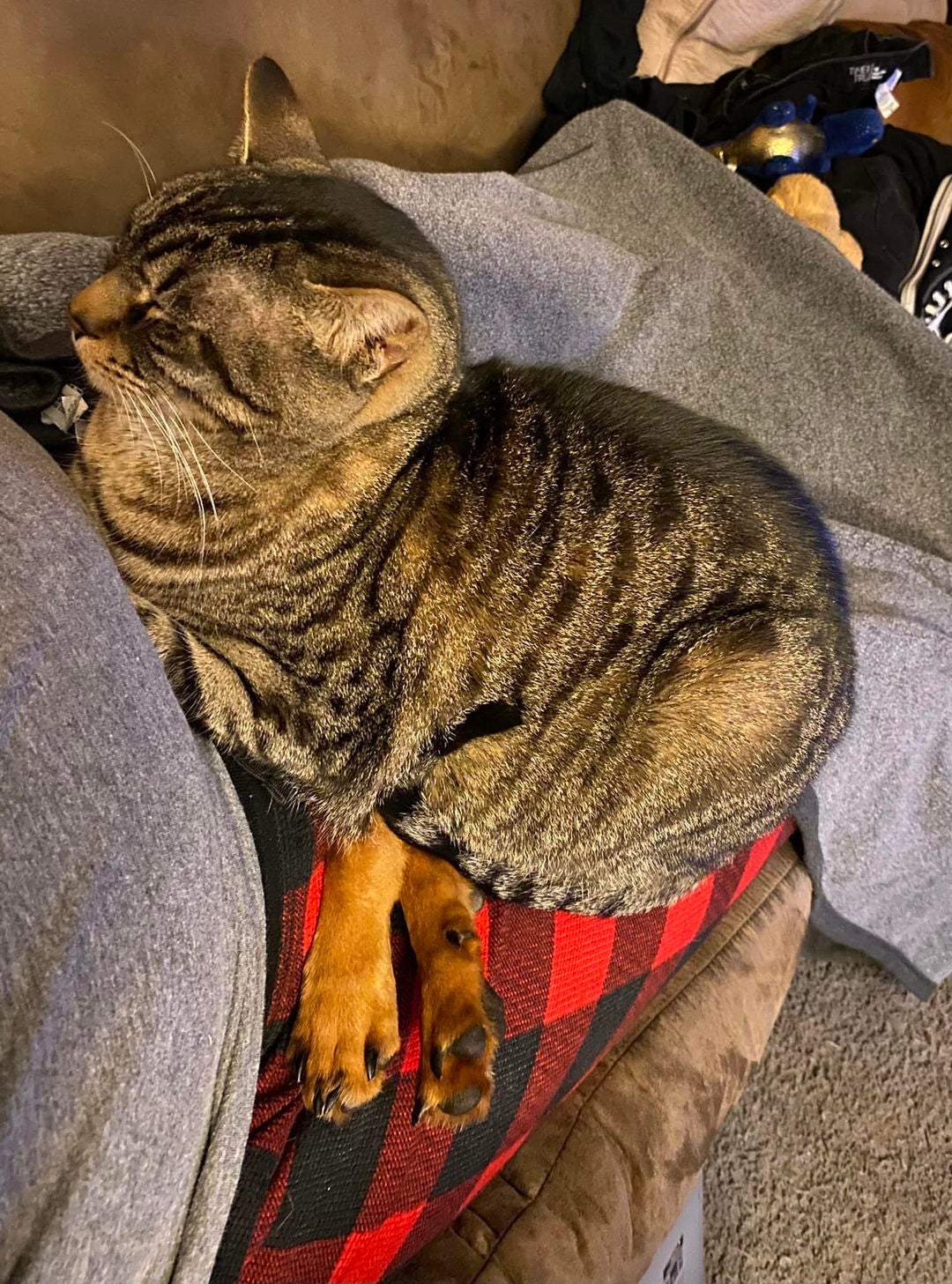 Aftermarket legs | MLTSHP