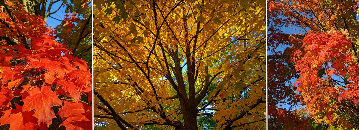 Backyard Fall Triptych | MLTSHP