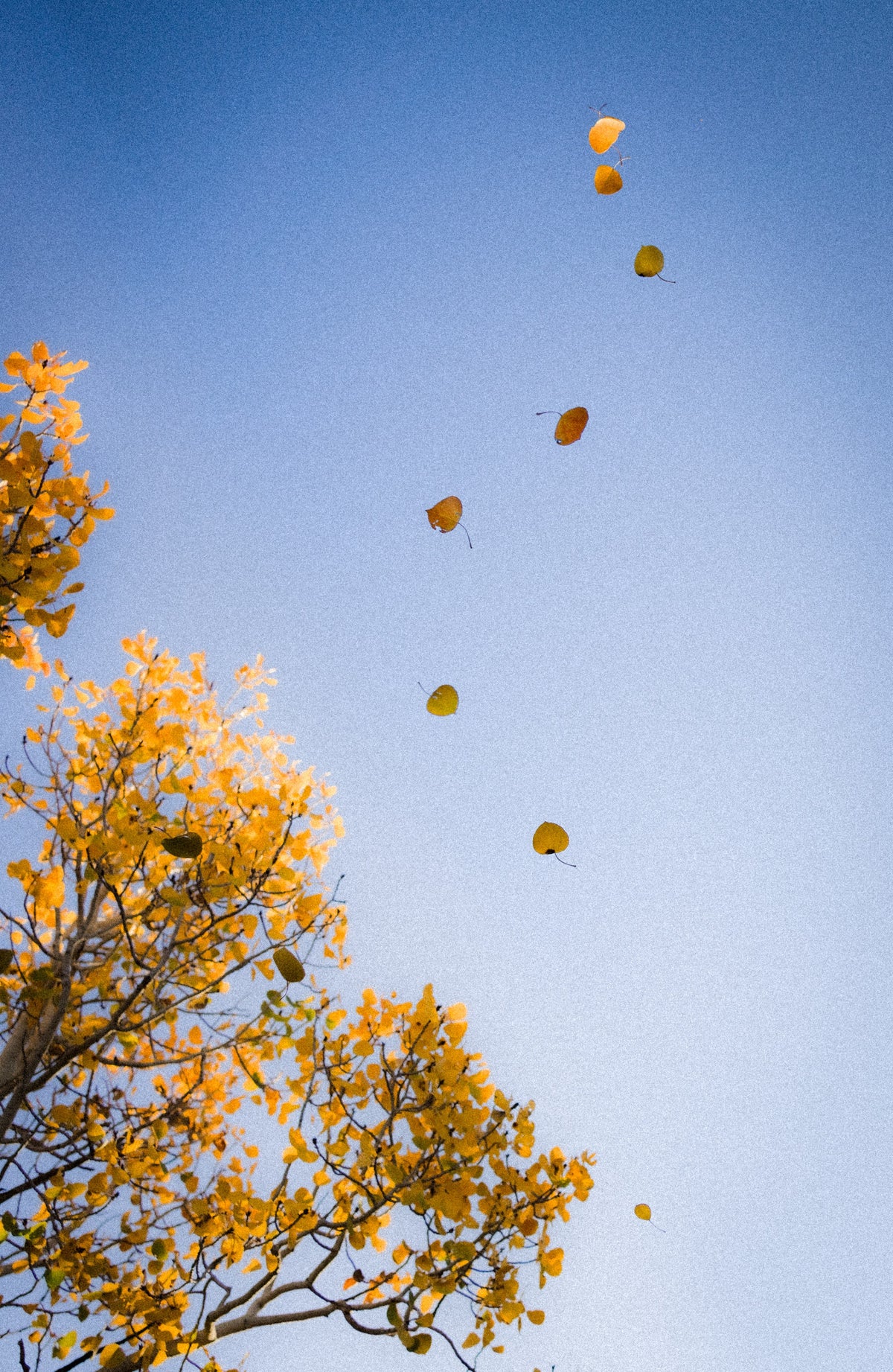 Still Falling | MLTSHP