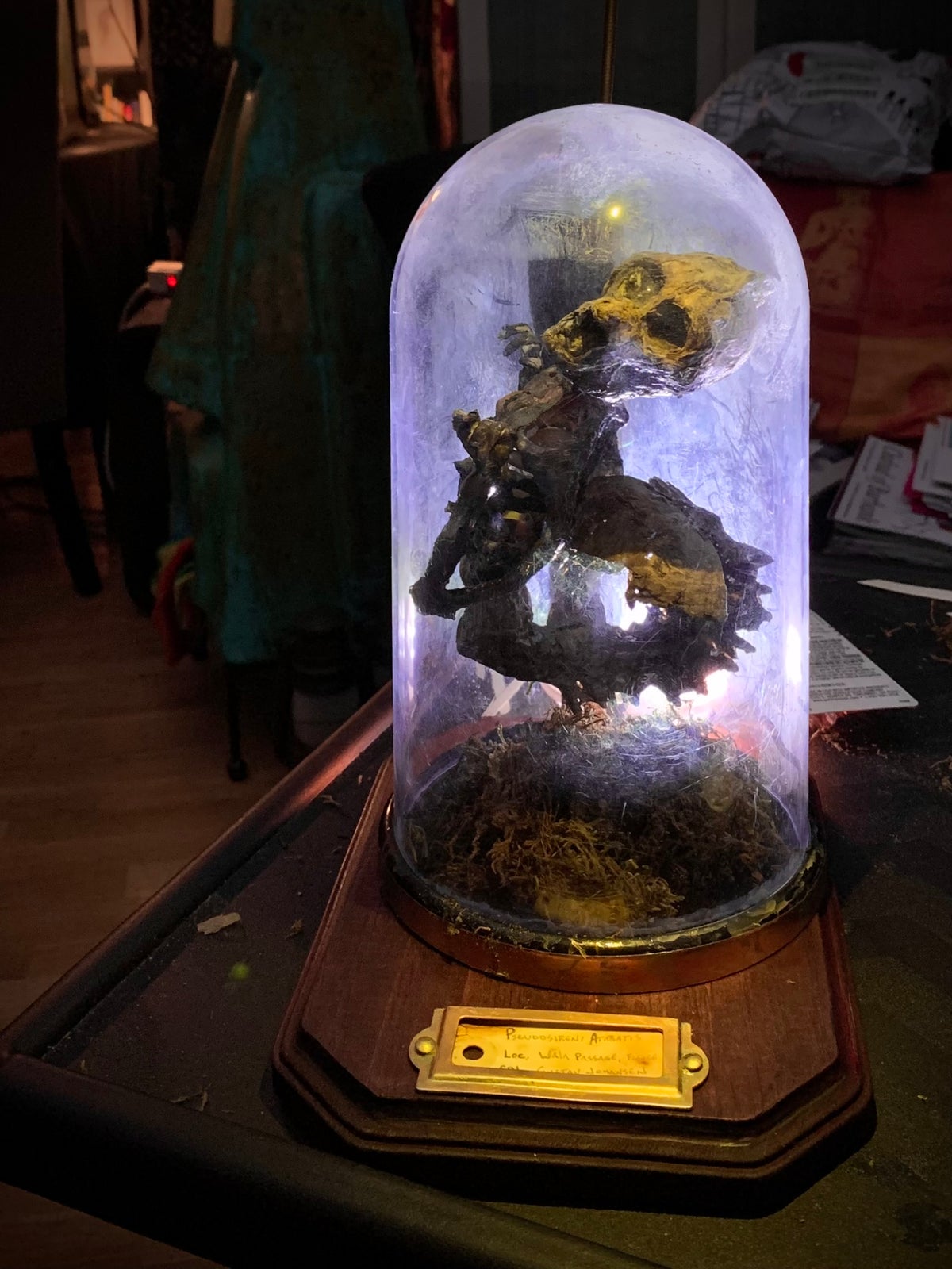 PSEUDOSYRENI ATARGATIS | MLTSHP