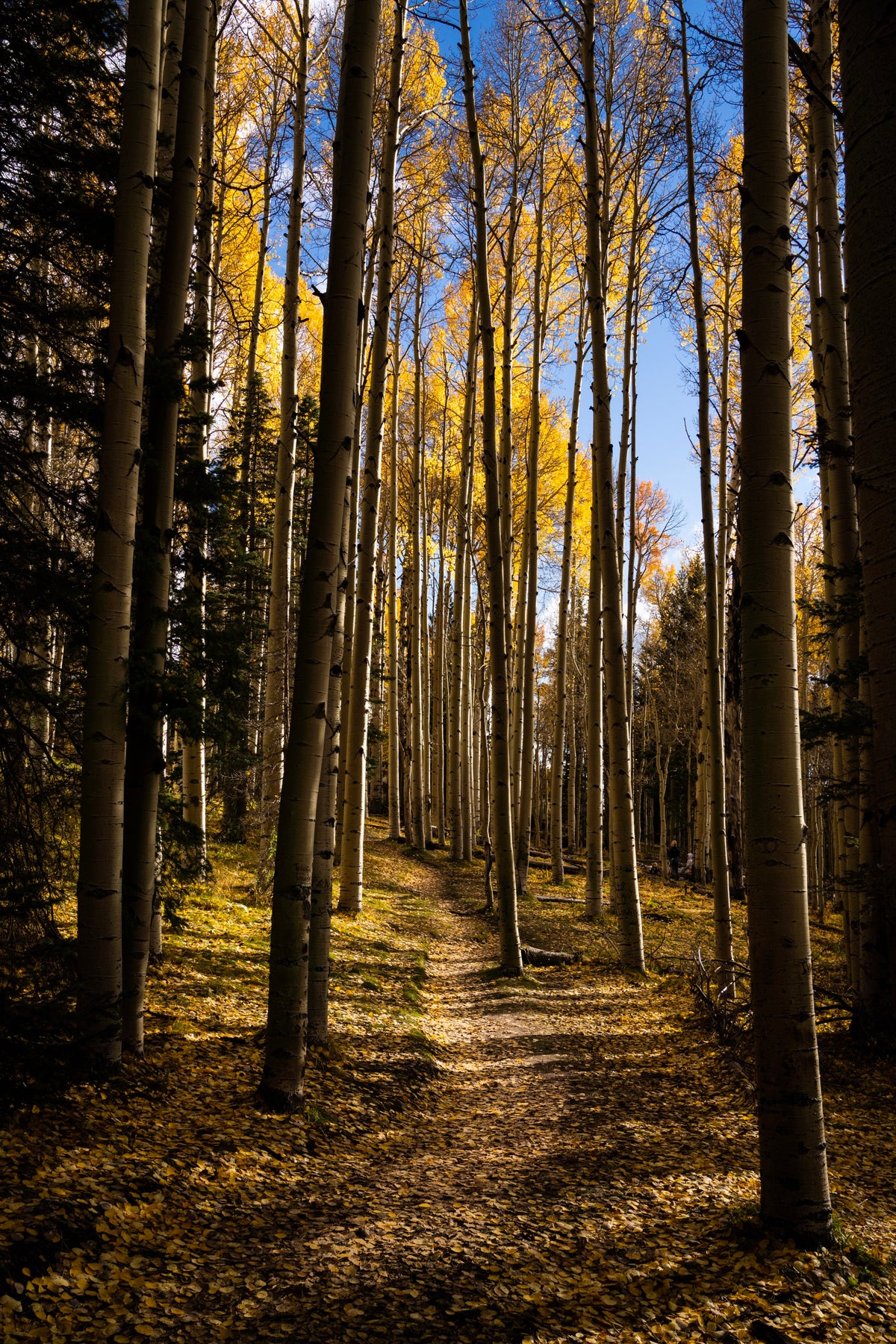 Magical Forest | MLTSHP