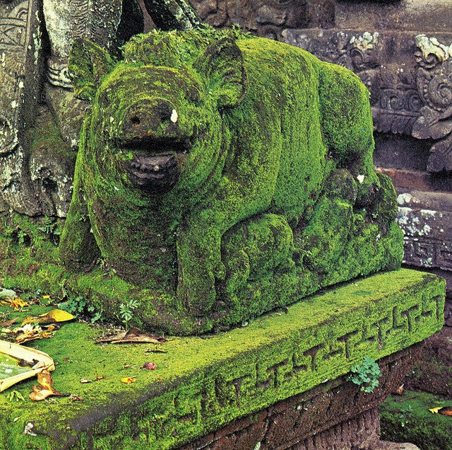 Absolute Unit, albeit mossy | MLTSHP