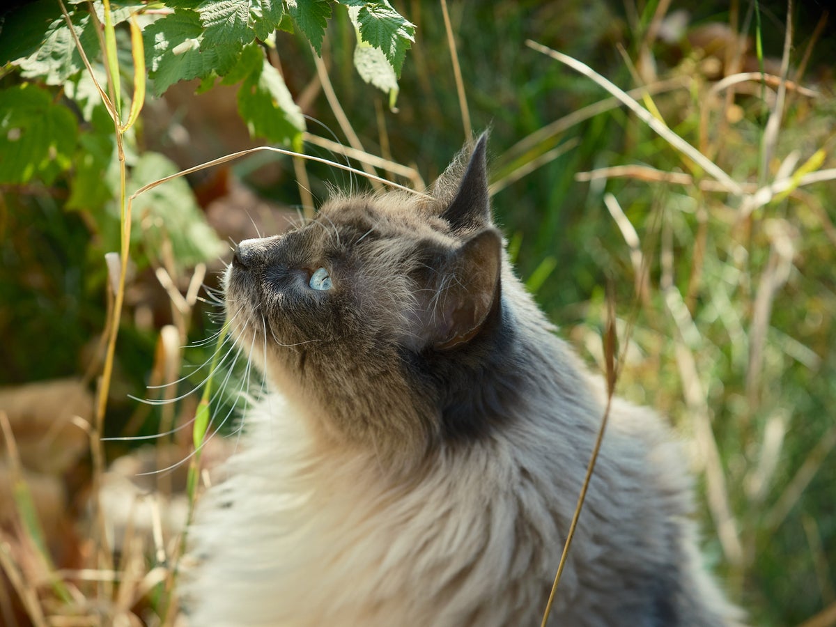 Picture of my cat. | MLTSHP