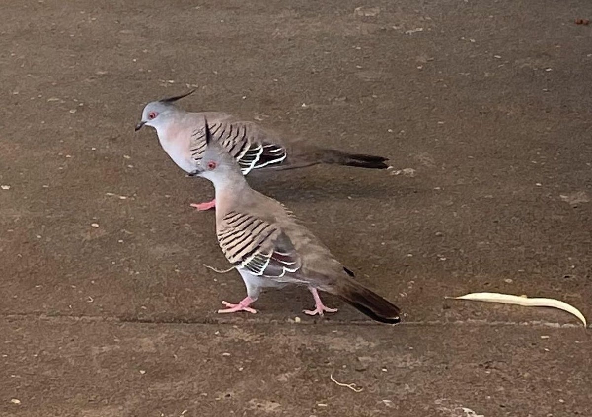 Crested Pigeons | MLTSHP
