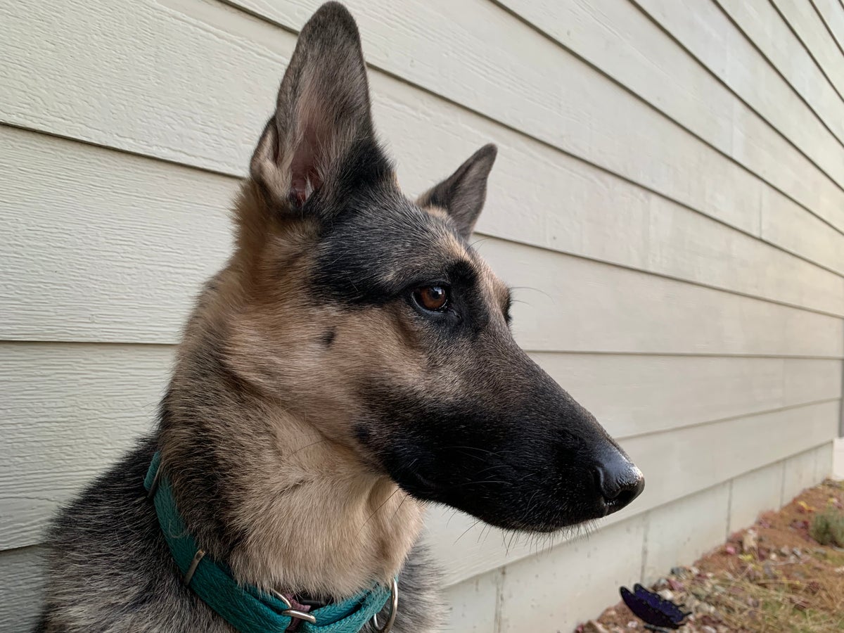 Trick-or-treater locating service dog | MLTSHP