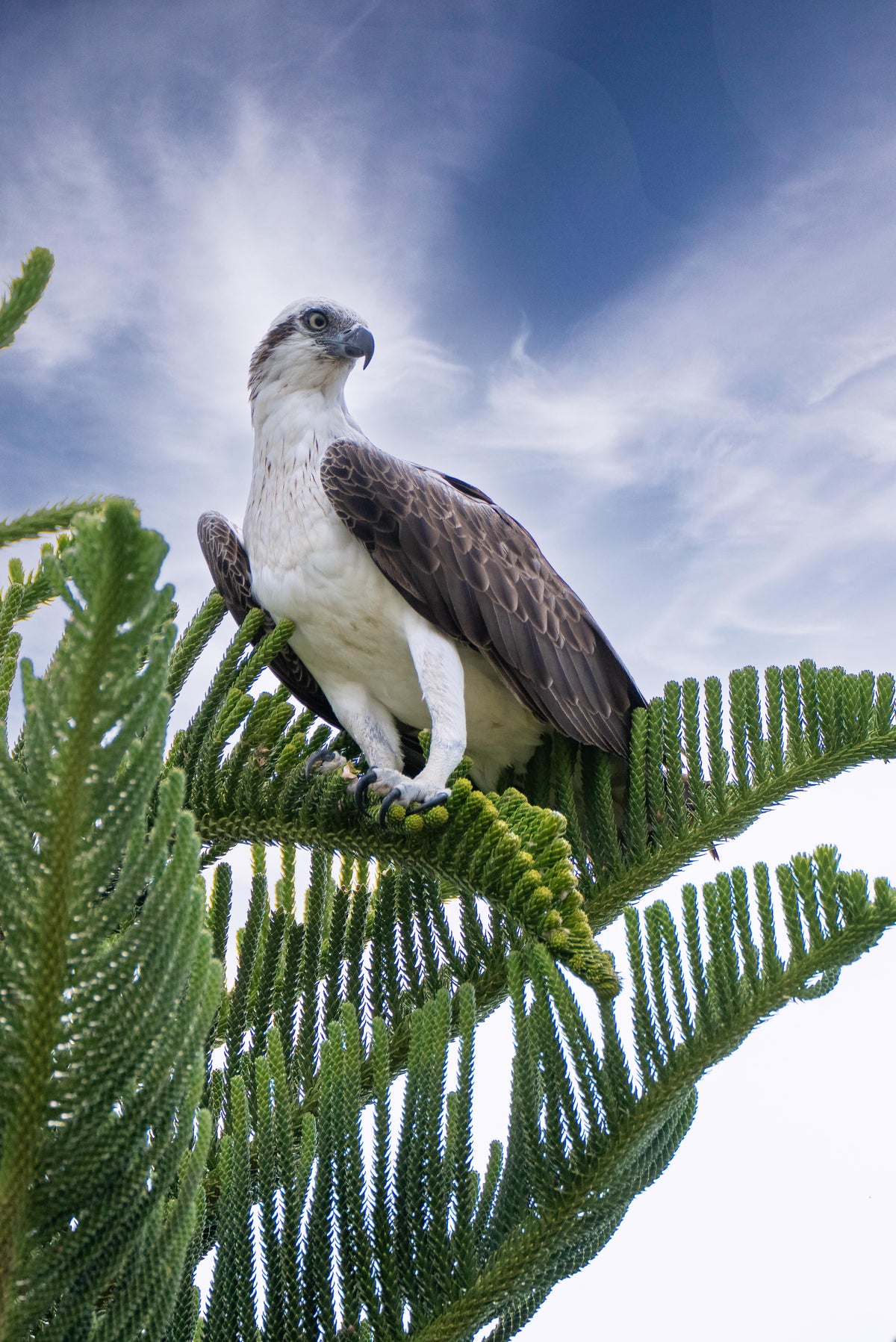 Osprey aka Sea Hawk | MLTSHP