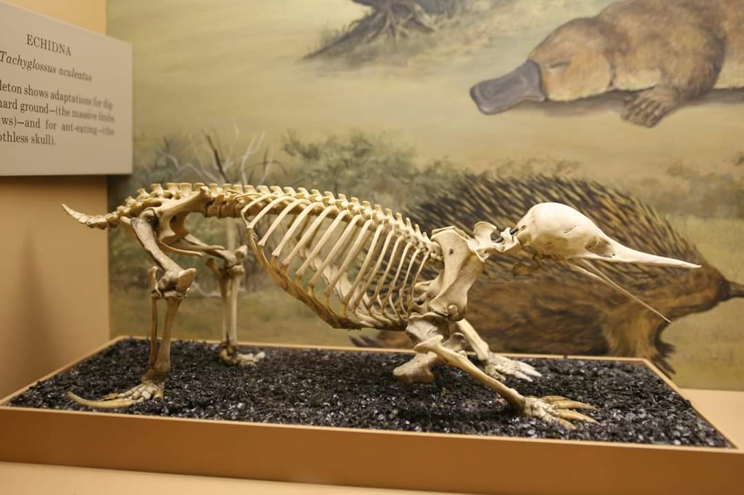 Echidna skeleton | MLTSHP
