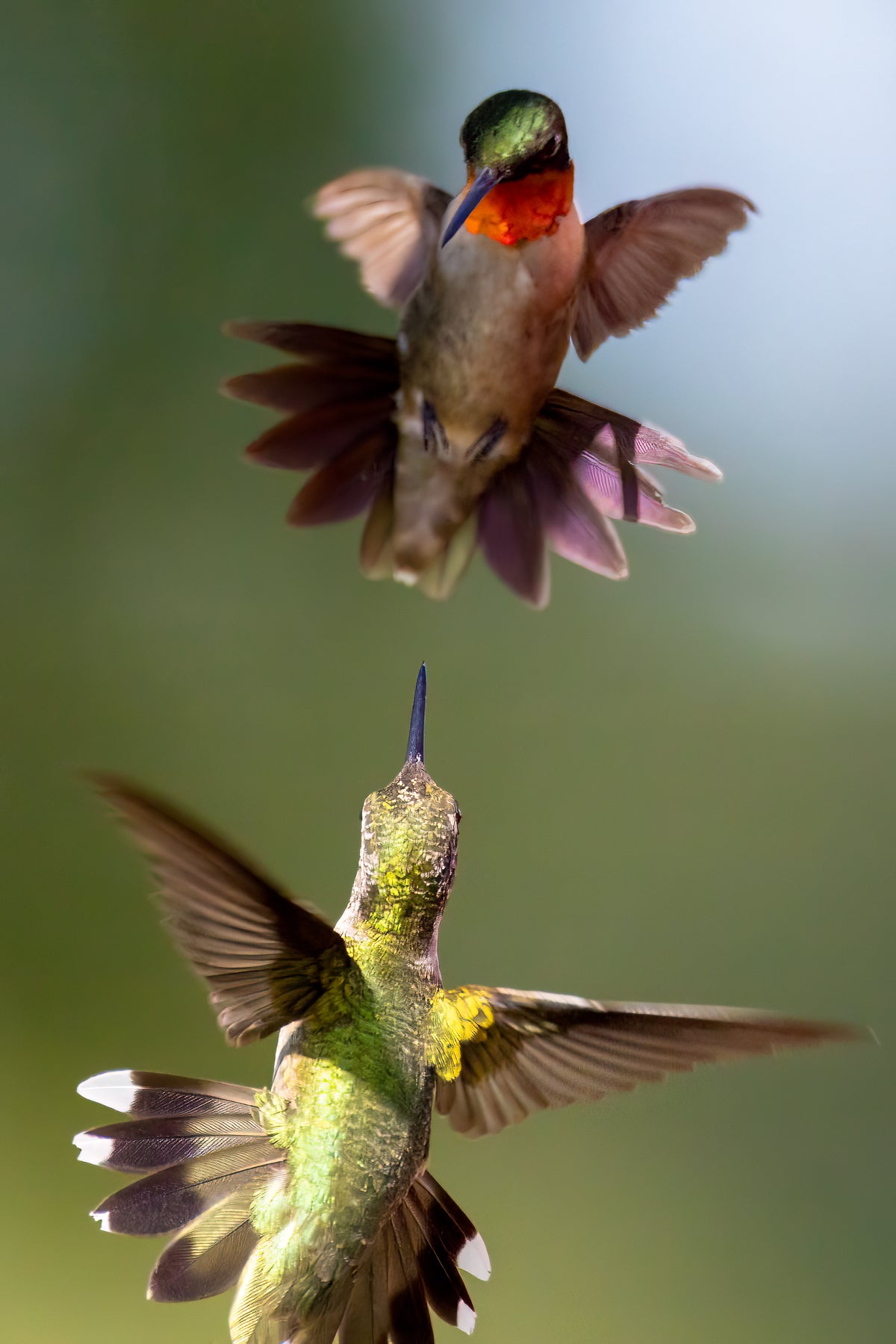 Hummingbird Fight | MLTSHP