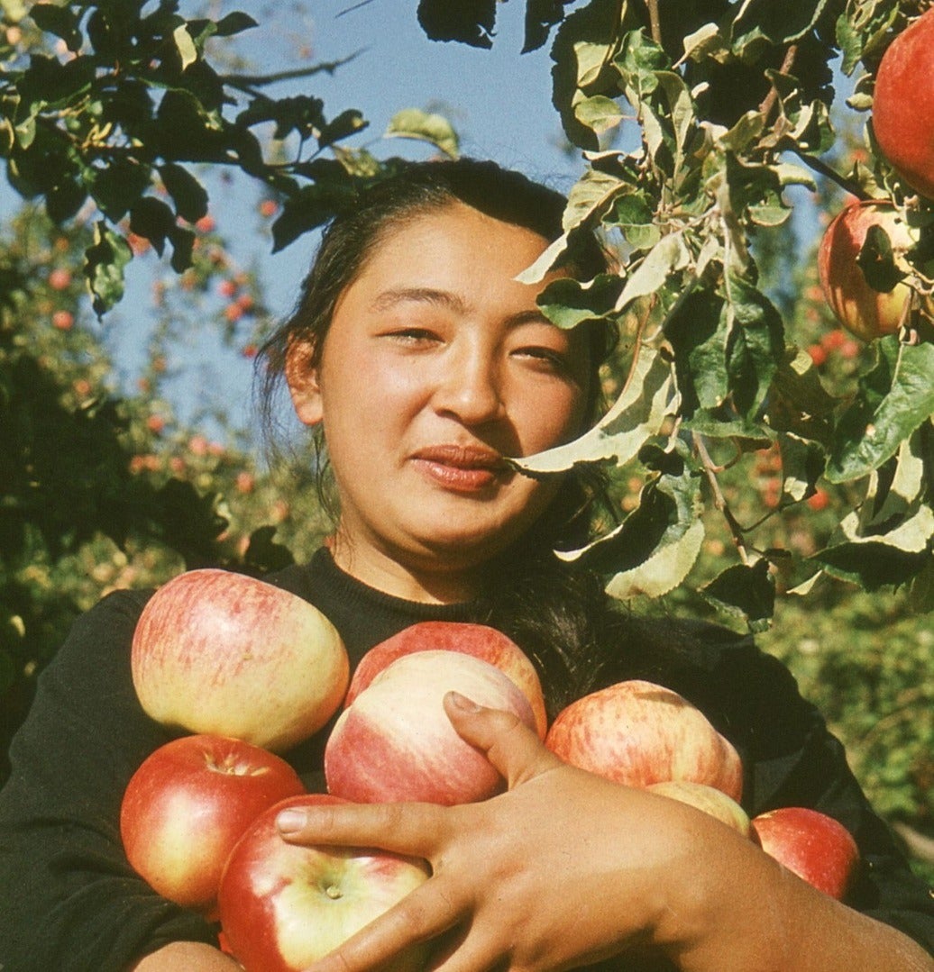 Harvest in apple orchards near Alma-Ata | MLTSHP