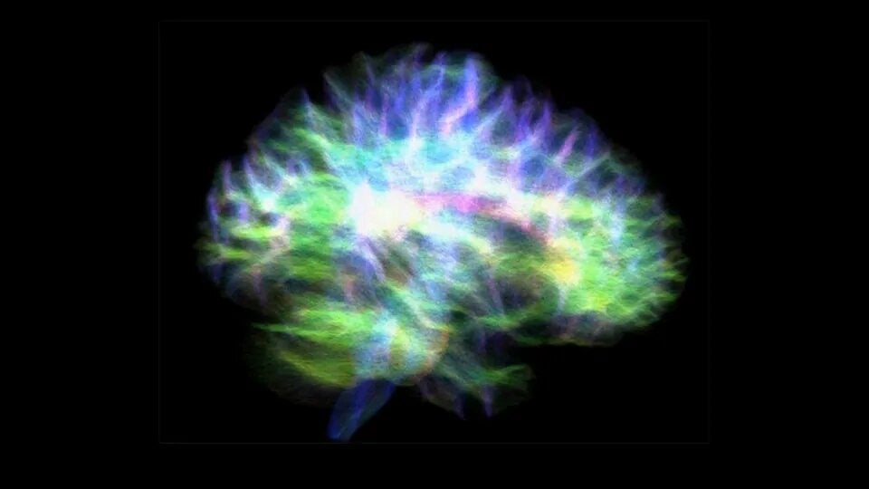 The most in-depth map of the hippcampus | MLTSHP