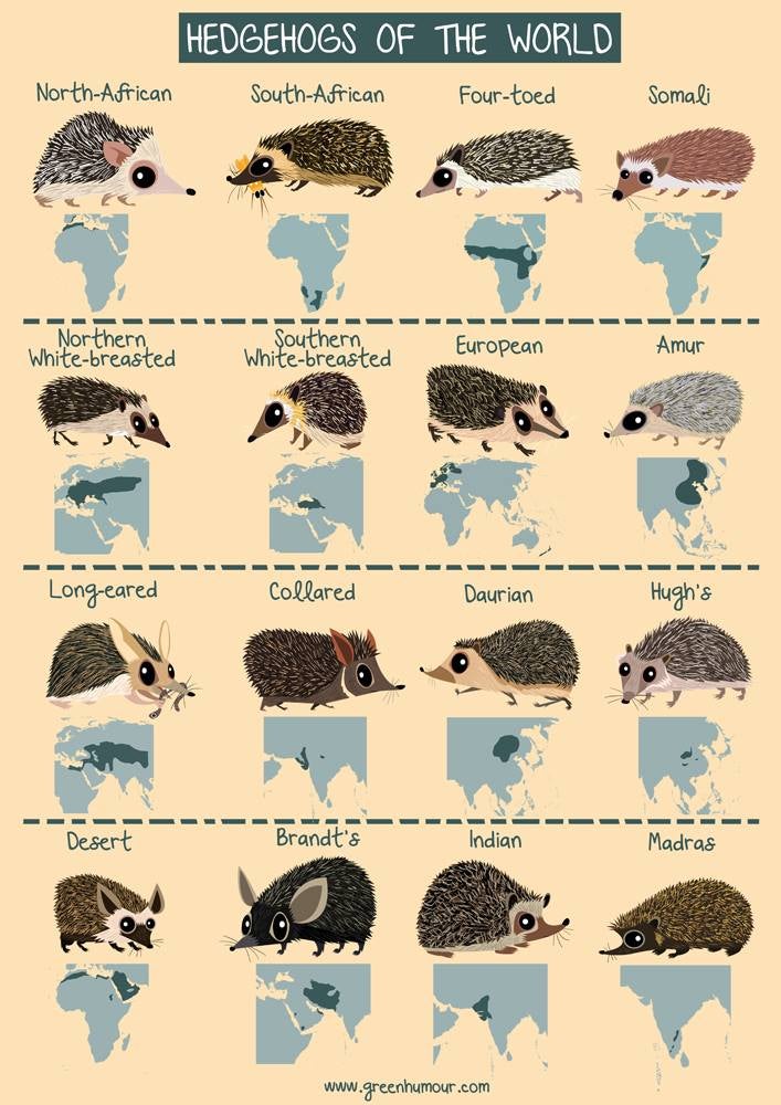 Hedgehogs of the world | MLTSHP