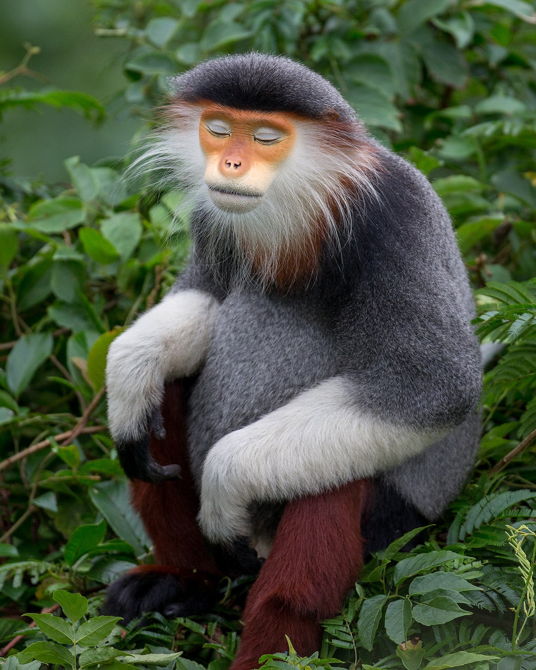 red-shanked douc | MLTSHP