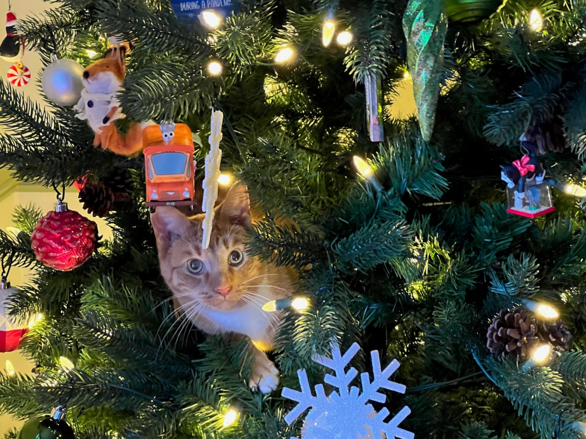 The Tradition Continues | MLTSHP