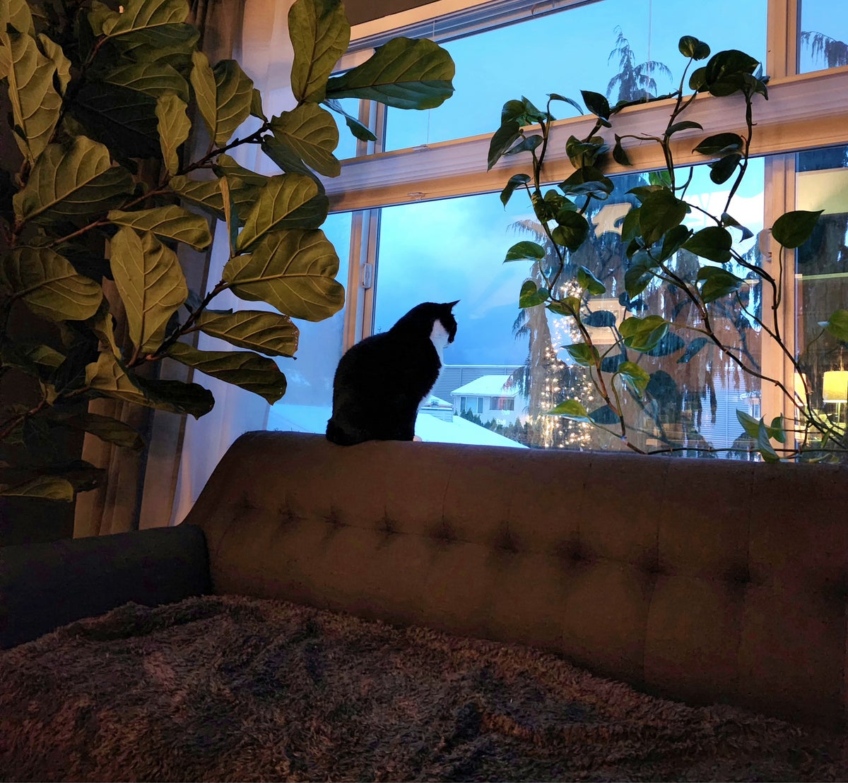 your daily Niblet | MLTSHP