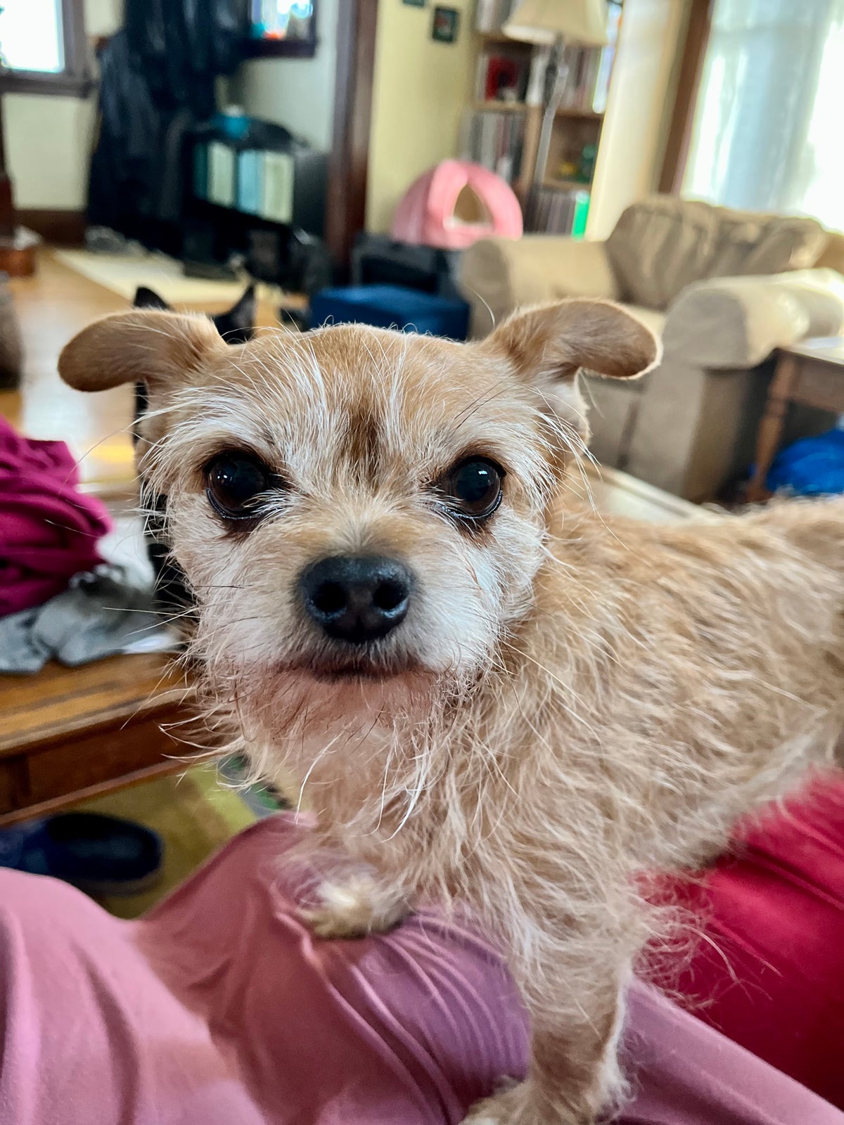 leeloo would like to know what’s for lunch | MLTSHP