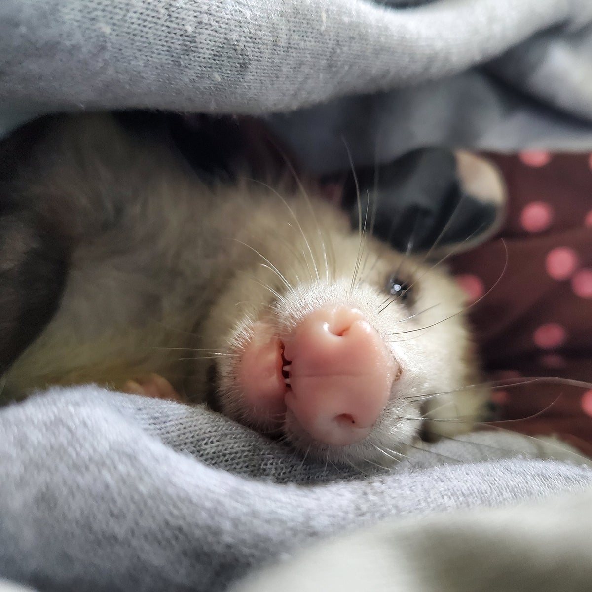 oh, just possum stuff | MLTSHP