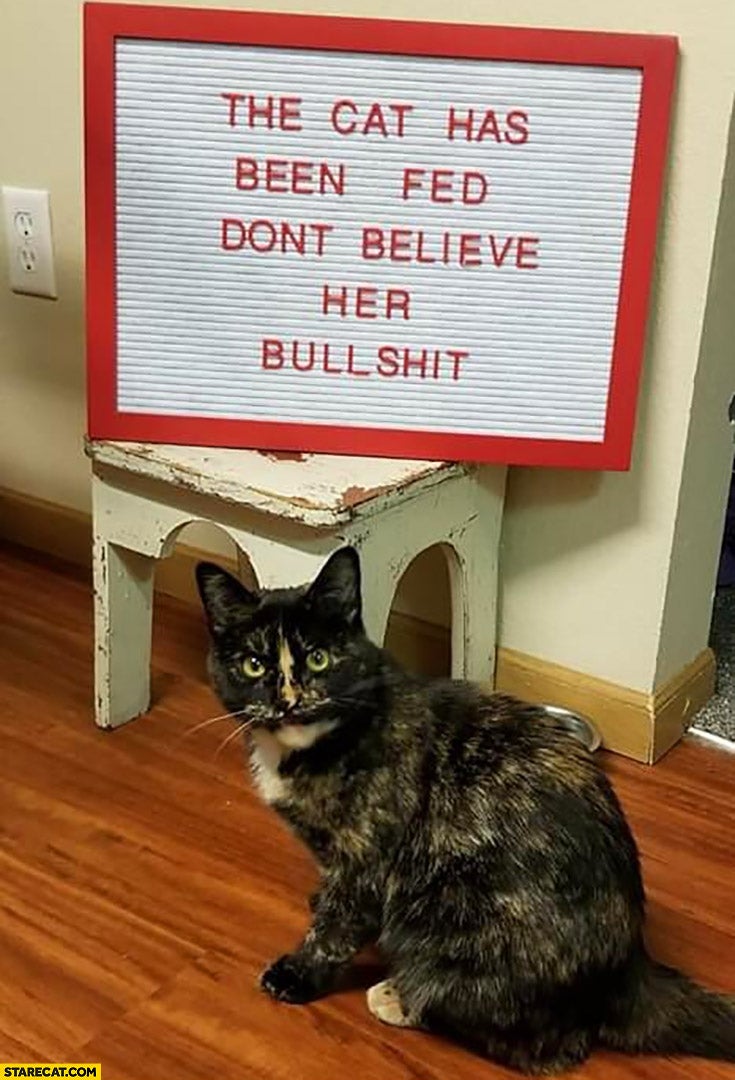 Also the cat can read, and you better hide your shoes | MLTSHP