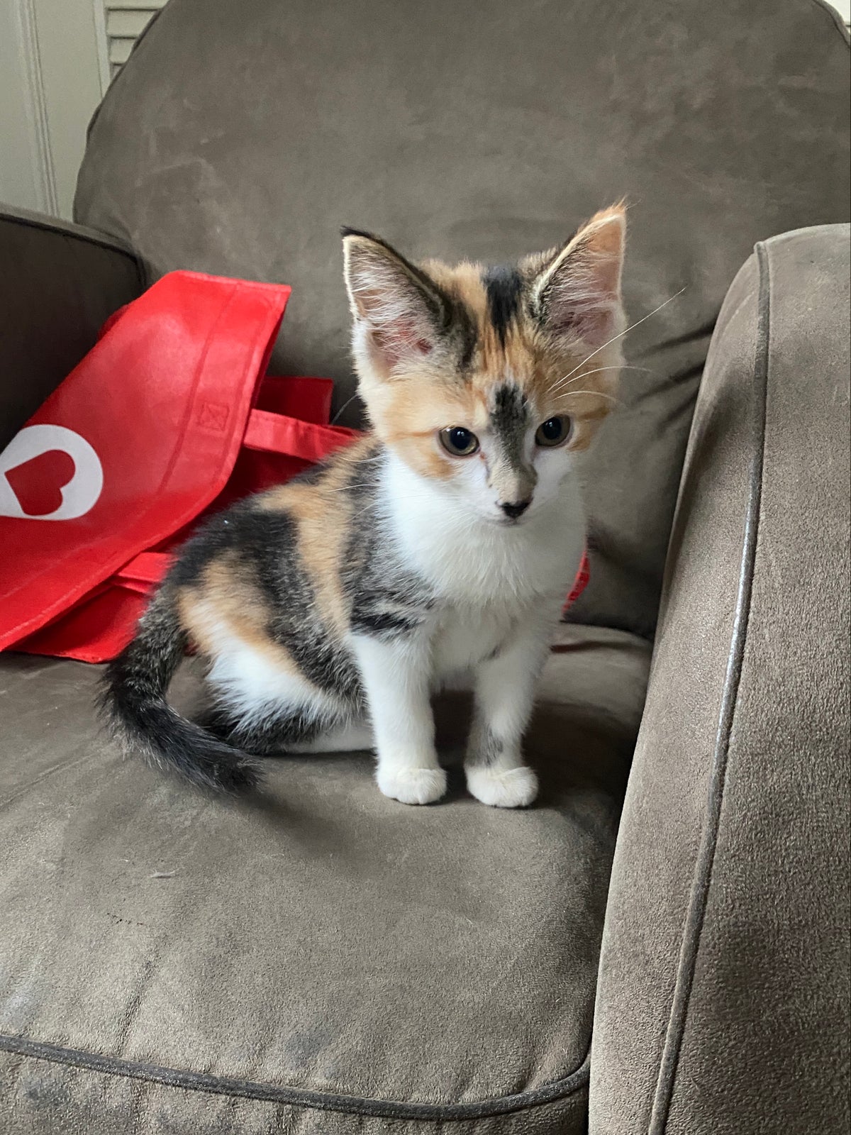 This is Minnow. | MLTSHP