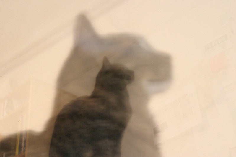 Mr Bun and his ego | MLTSHP