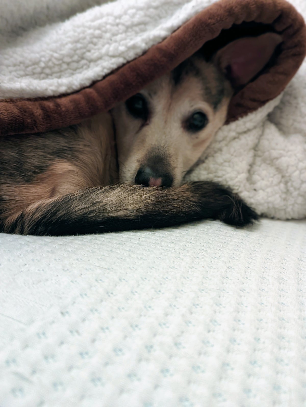 Made himself a den | MLTSHP