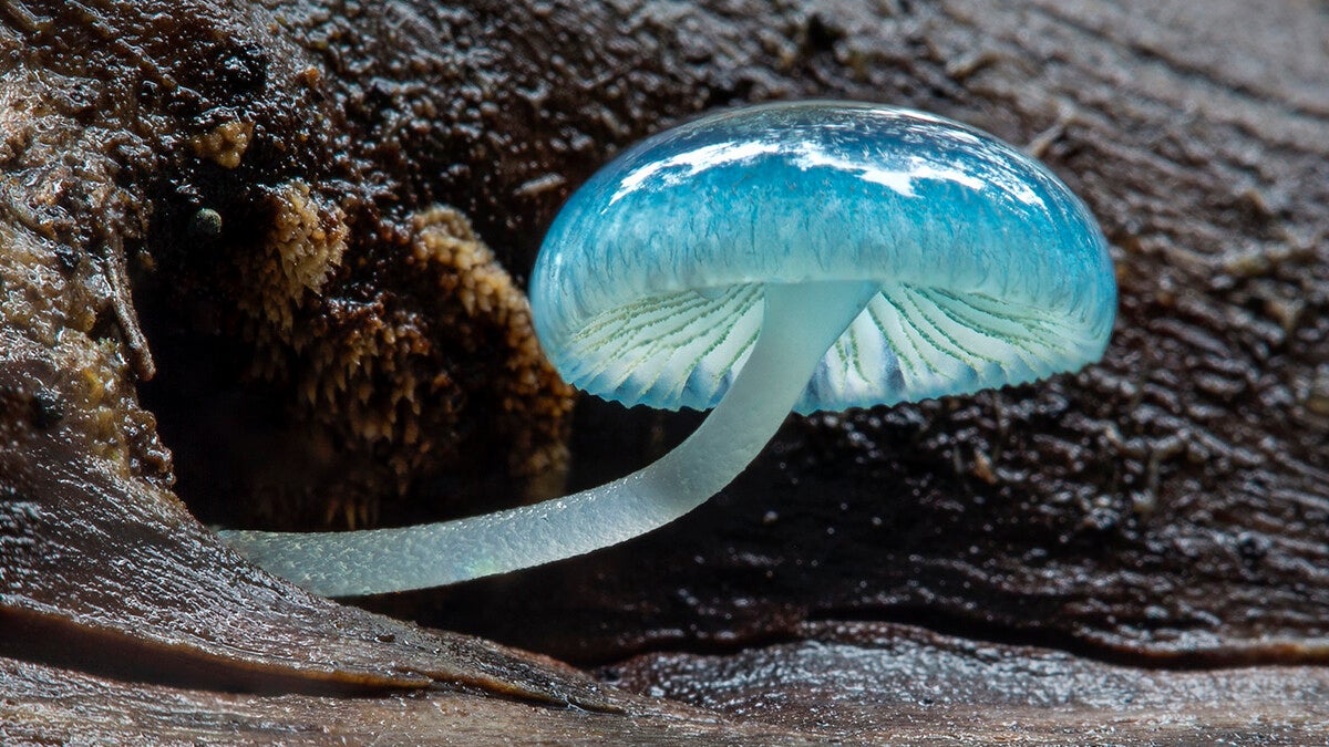 The Pixie's Parasol mushroom (Mycena interrupta) | MLTSHP