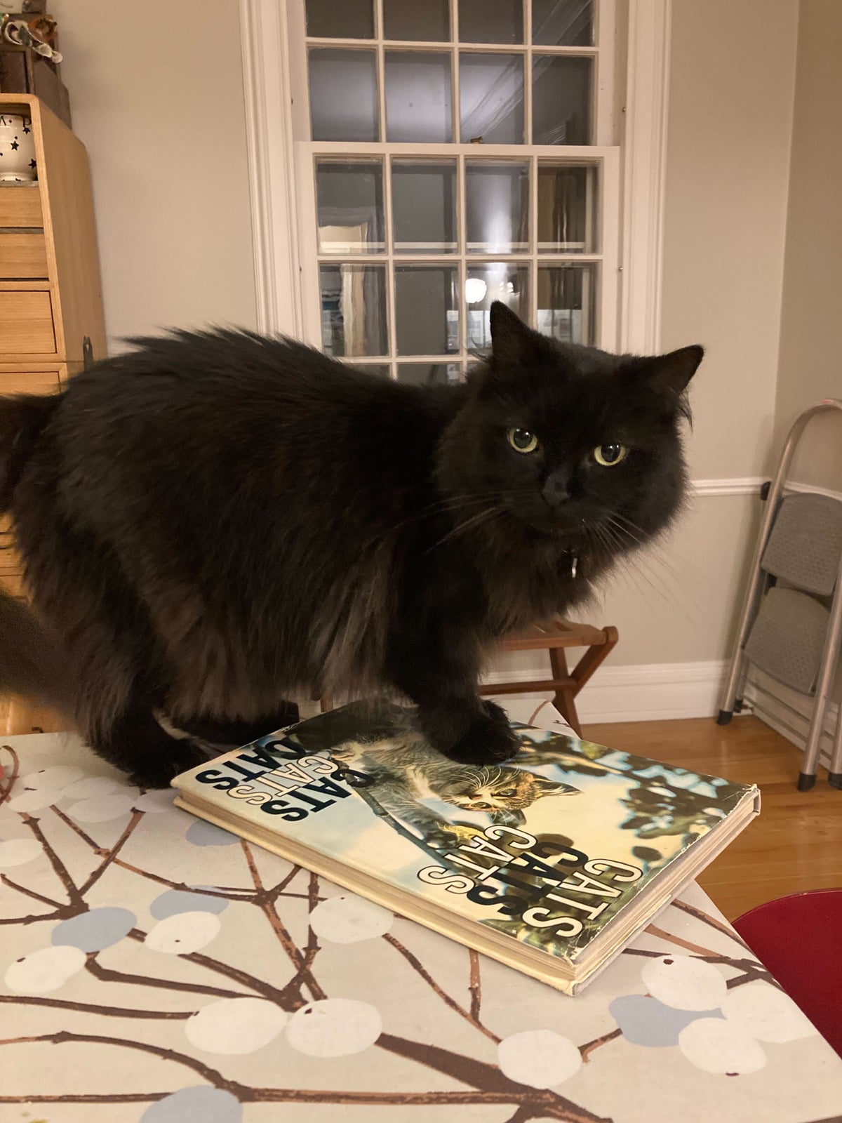 Cats Cats Cats | MLTSHP