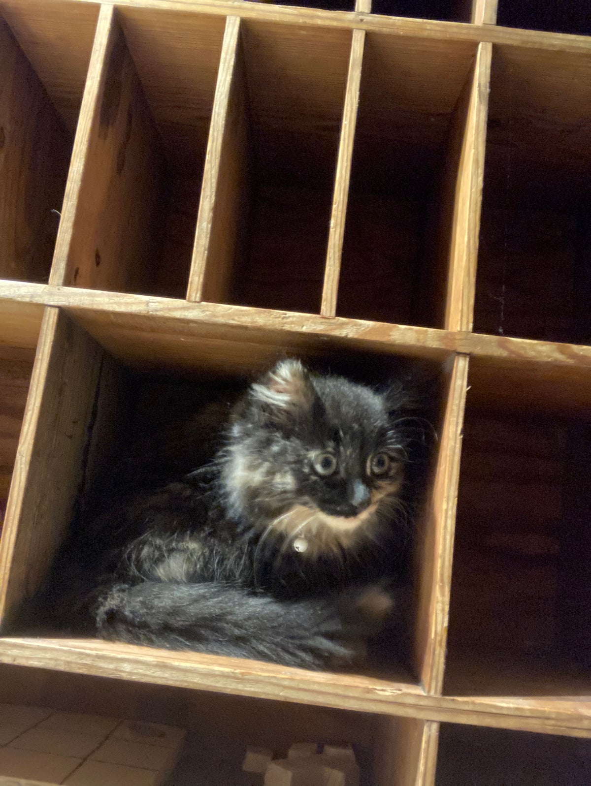 Just kitten things | MLTSHP