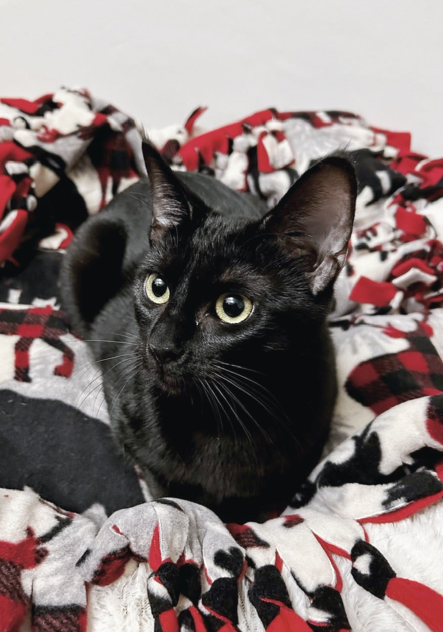 Observe, Bubby, the fur baby! | MLTSHP