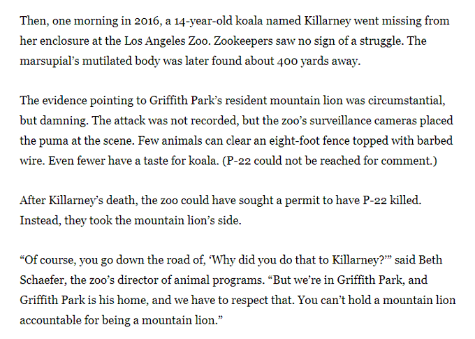 possibly the only koala eaten by a mountain lion. ever. | MLTSHP