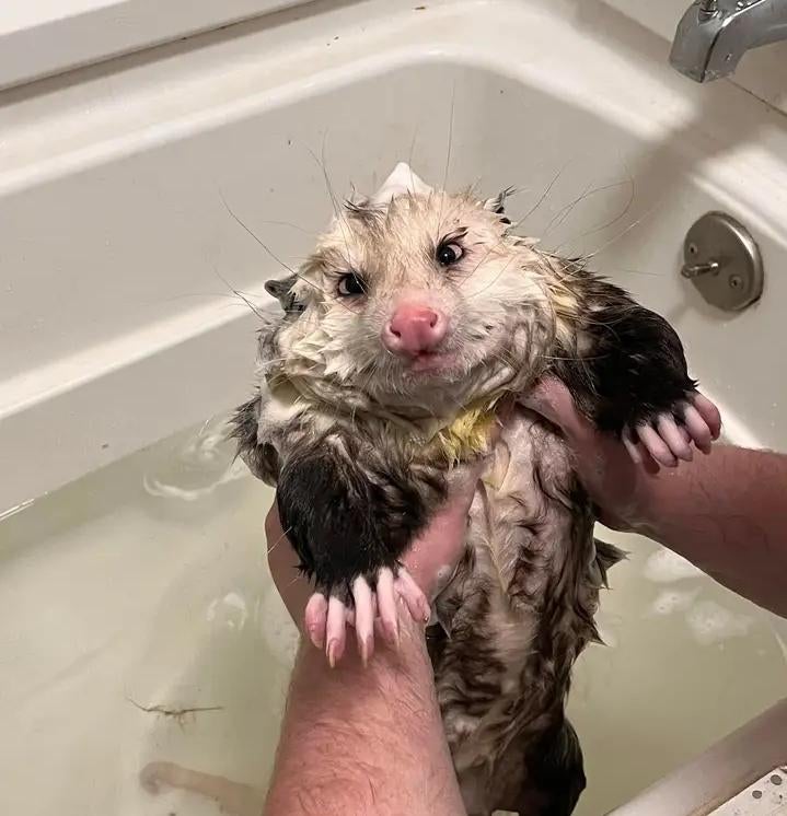 possum (clean) | MLTSHP