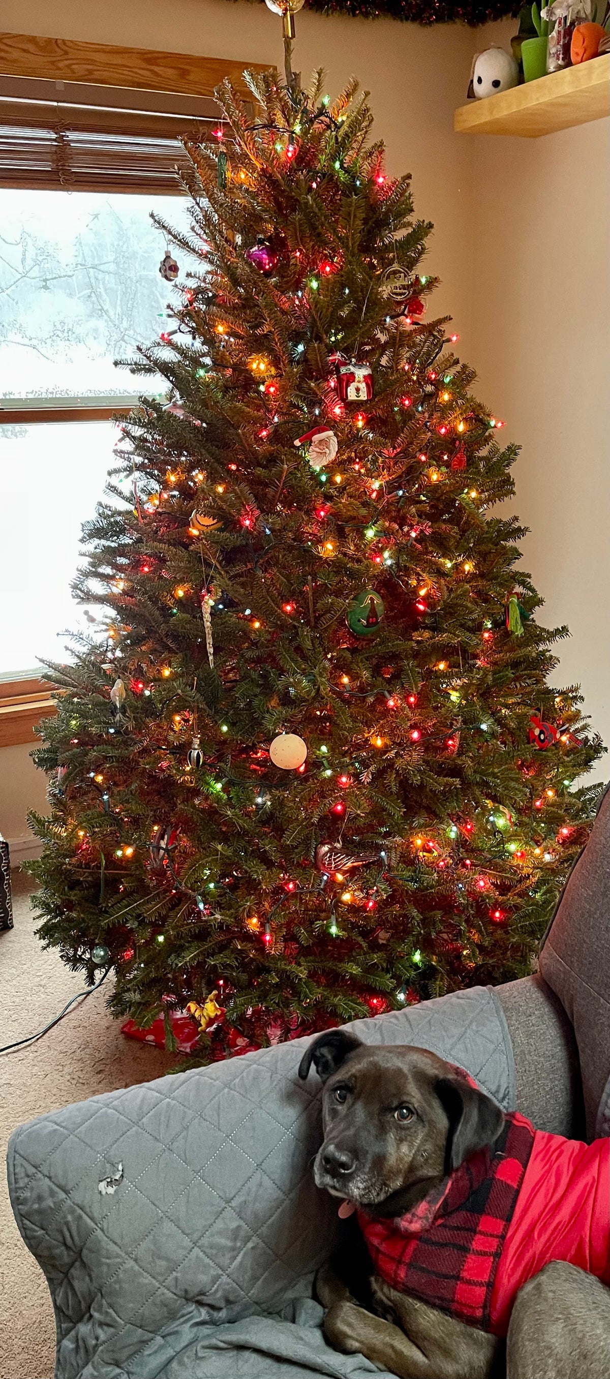 Merry Maltmas!?! | MLTSHP