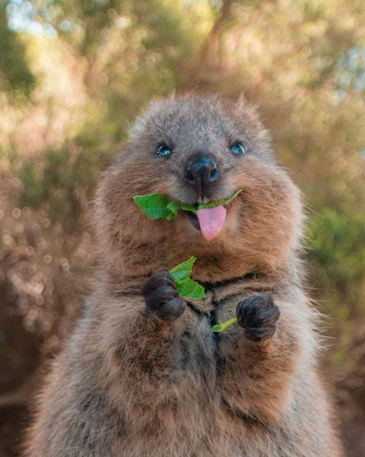 Your Christmas Quokka | MLTSHP