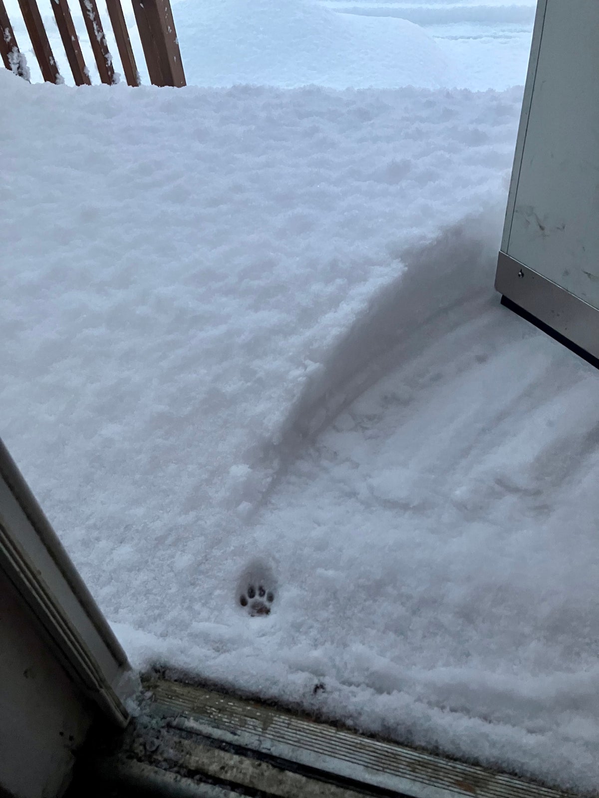 The cat said nope | MLTSHP