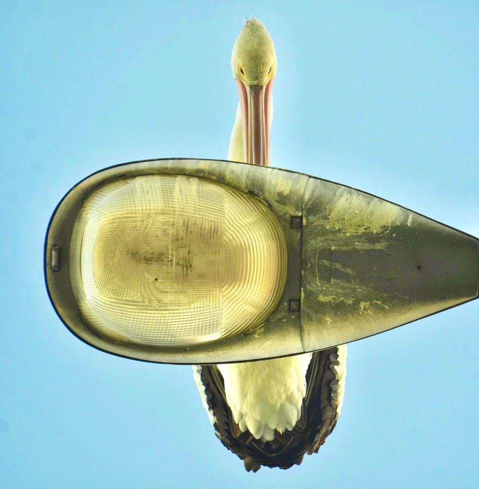 Perspective | MLTSHP