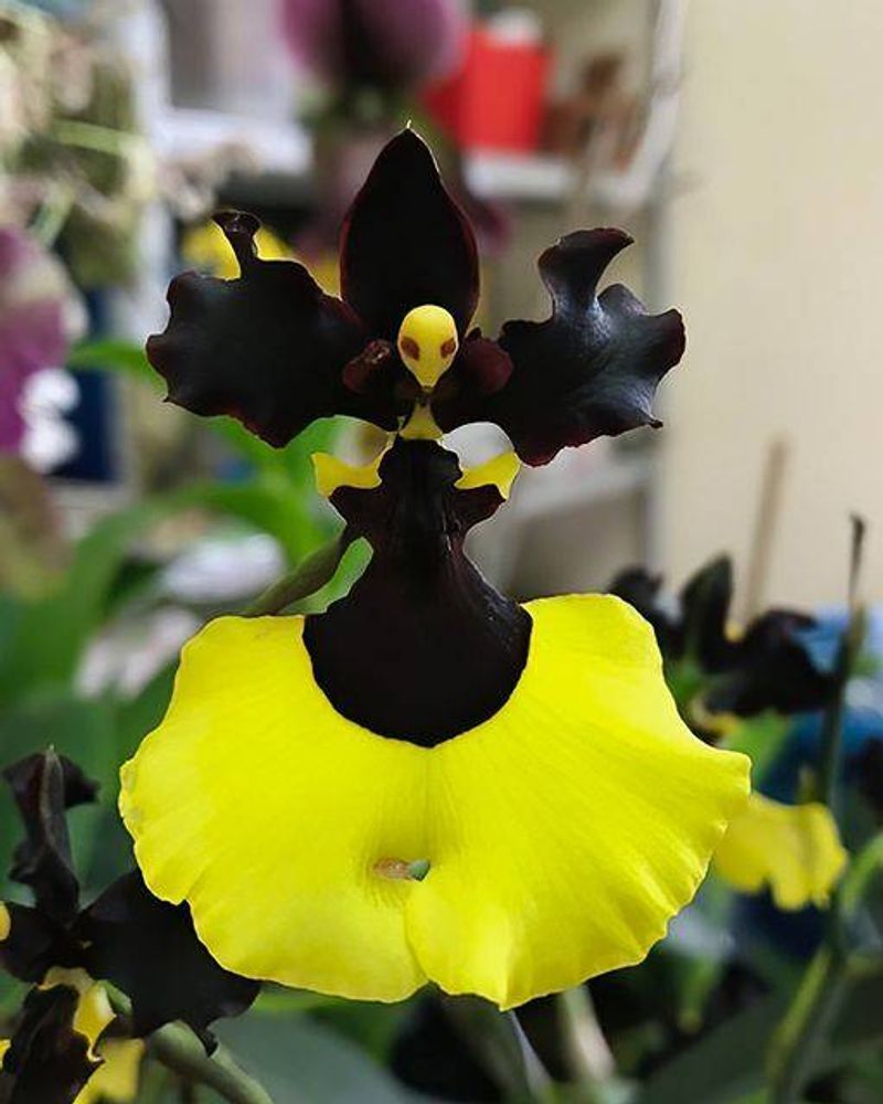 Gomesa Jiaho Queen orchid | MLTSHP